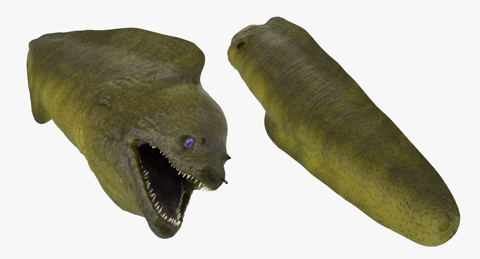 Murena 3d Model