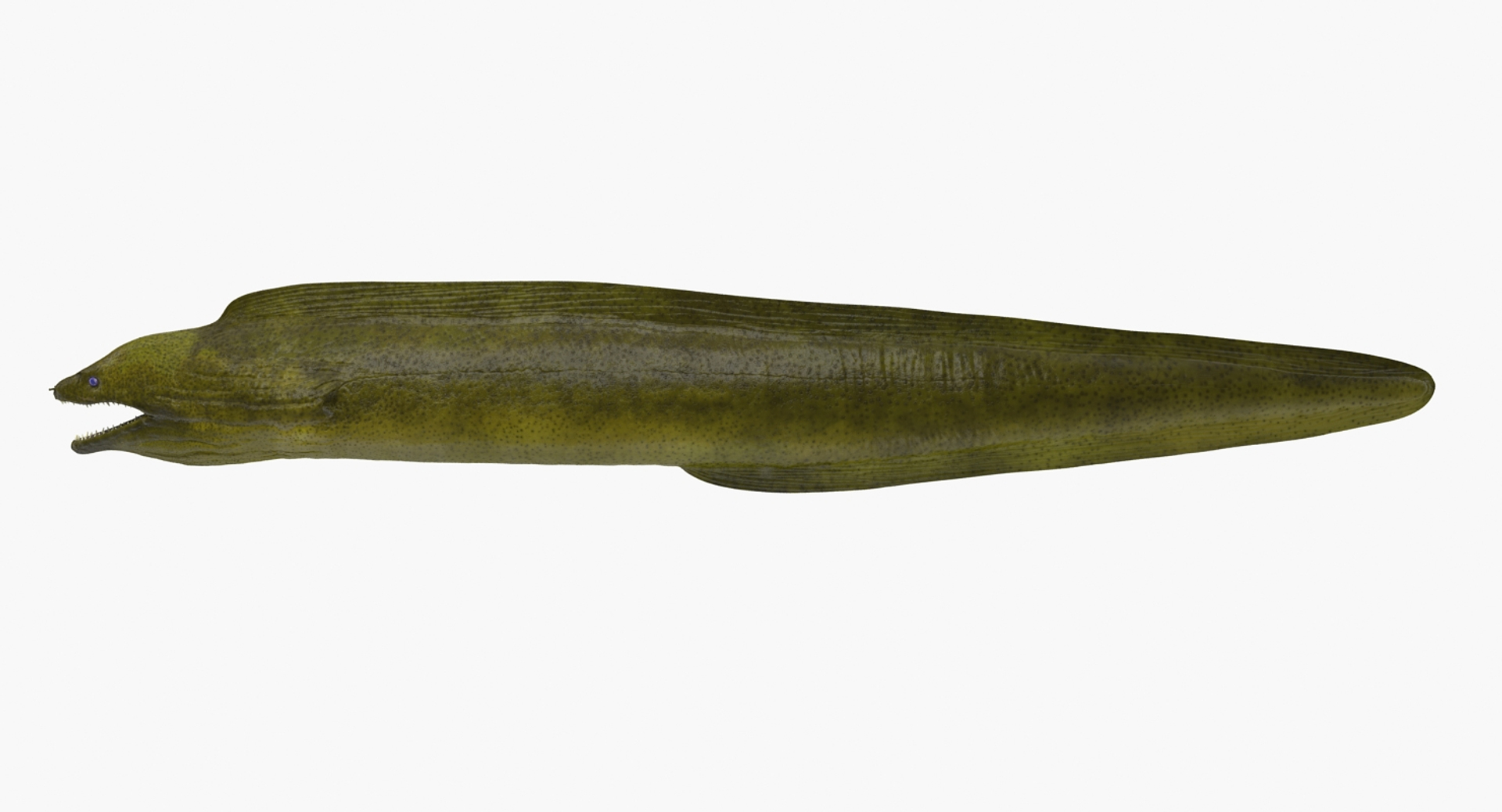 Murena 3d Model