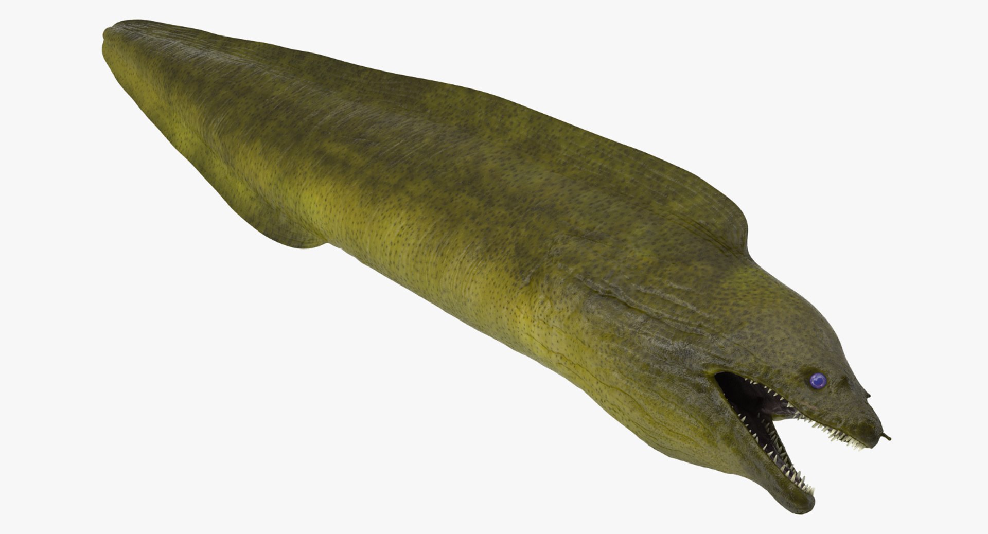 Murena 3d Model