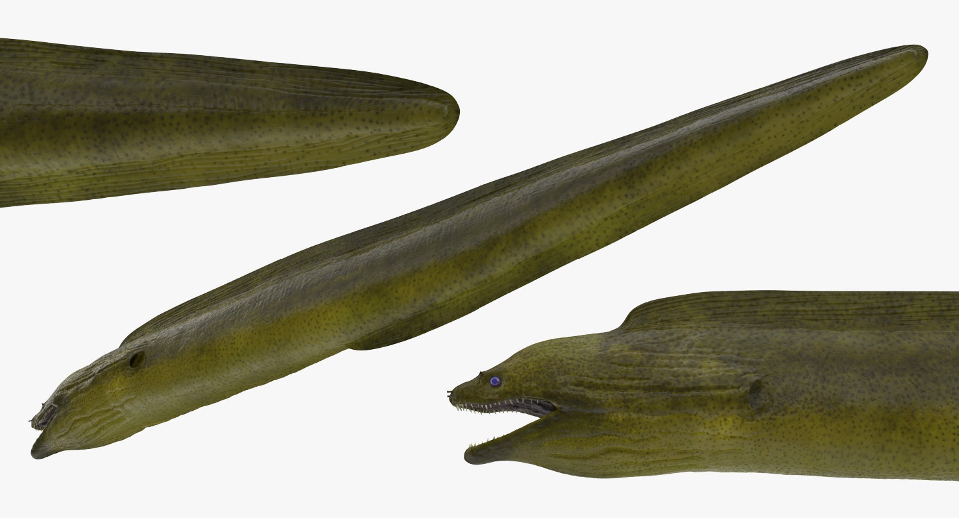 Murena 3d Model