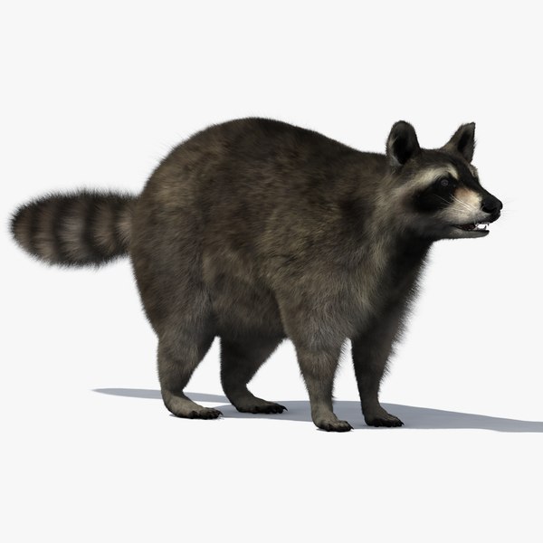 3D Raccoon Models | TurboSquid