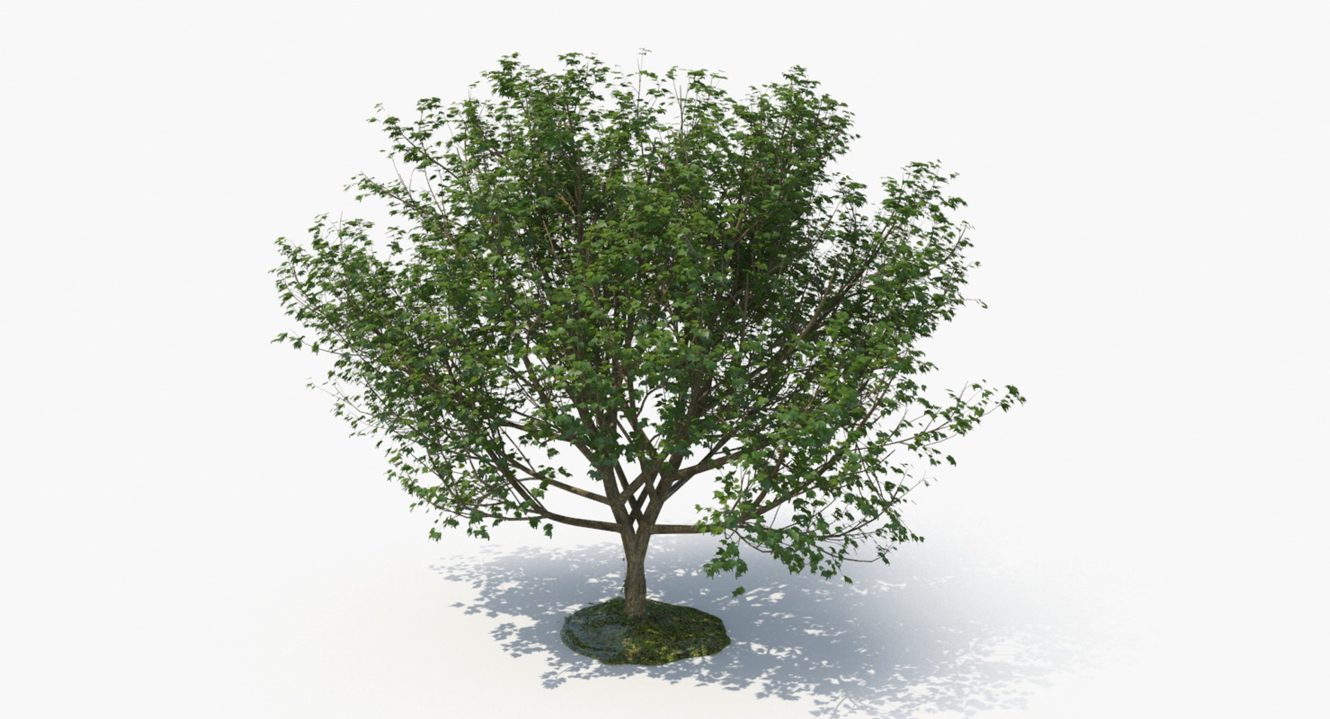 3D Realistic Tree Model - TurboSquid 1209580