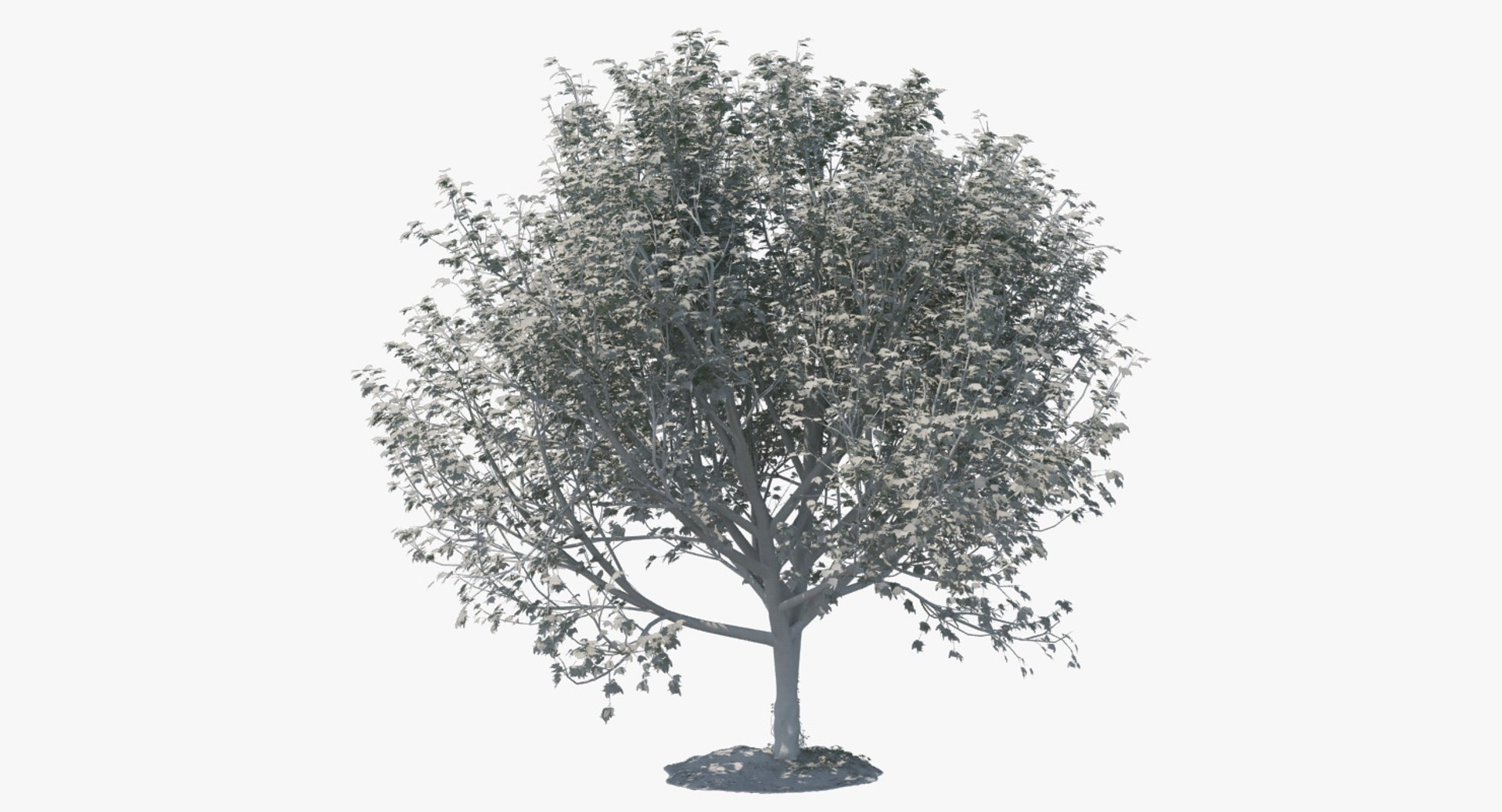 3D Realistic Tree Model - TurboSquid 1209580