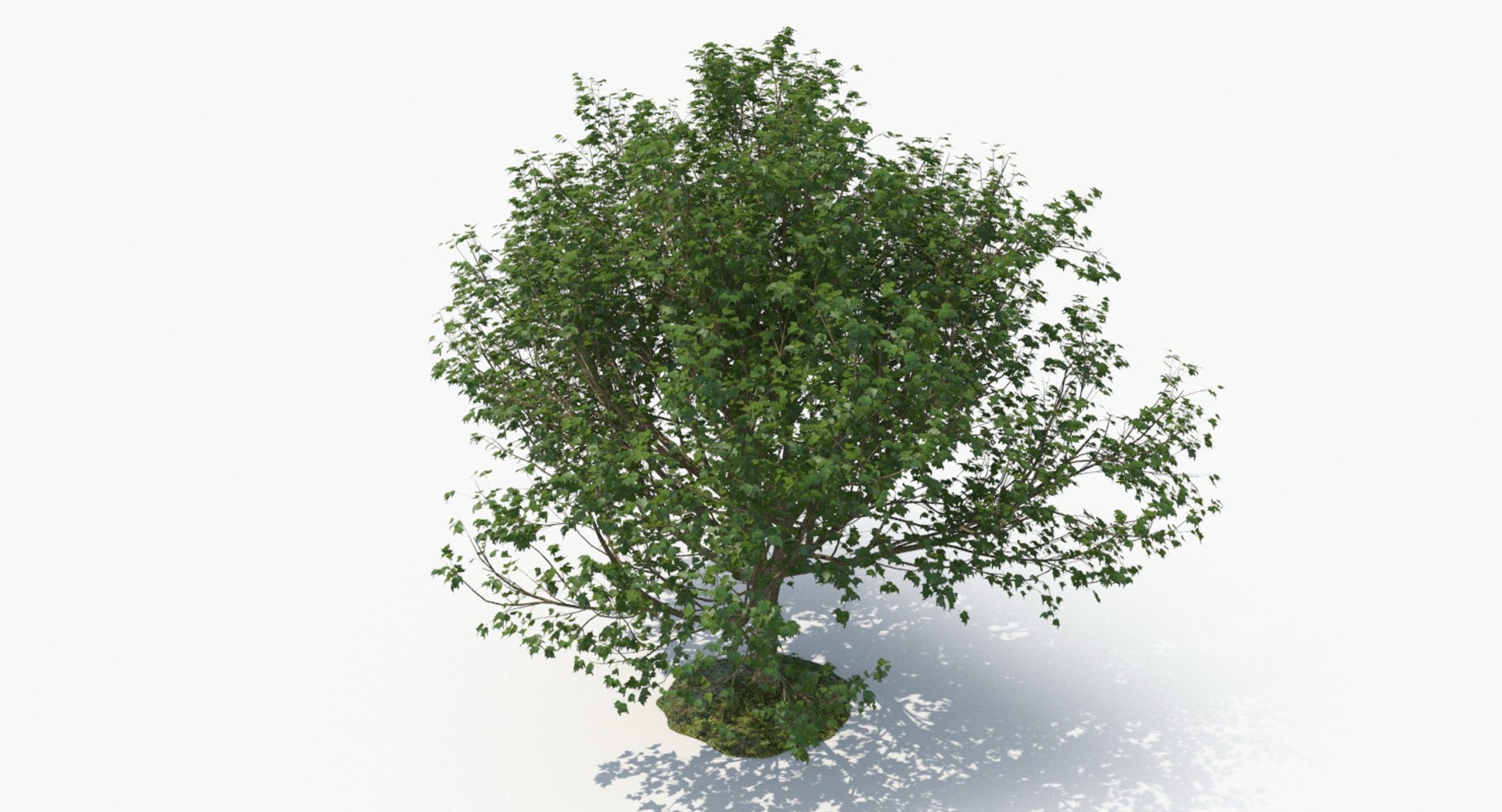3D Realistic Tree Model - TurboSquid 1209580