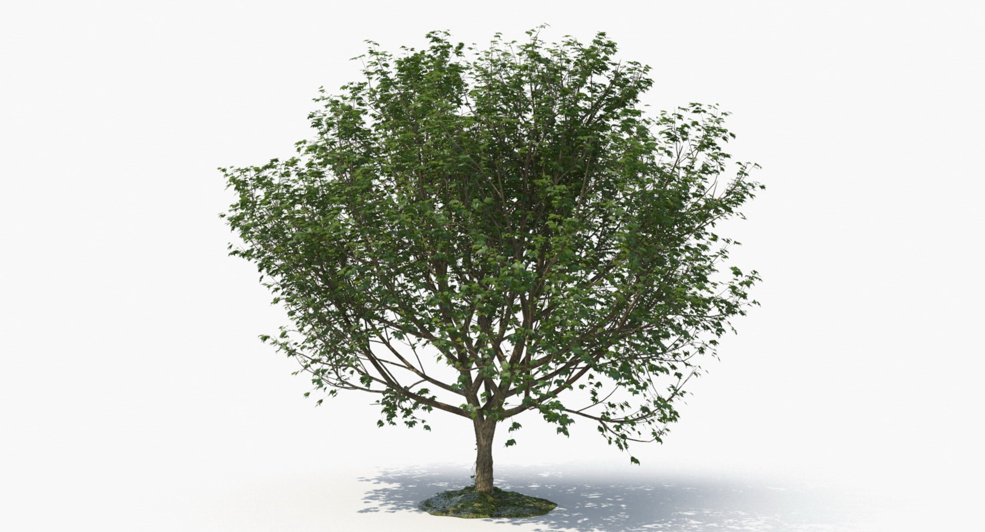 3D Realistic Tree Model - TurboSquid 1209580