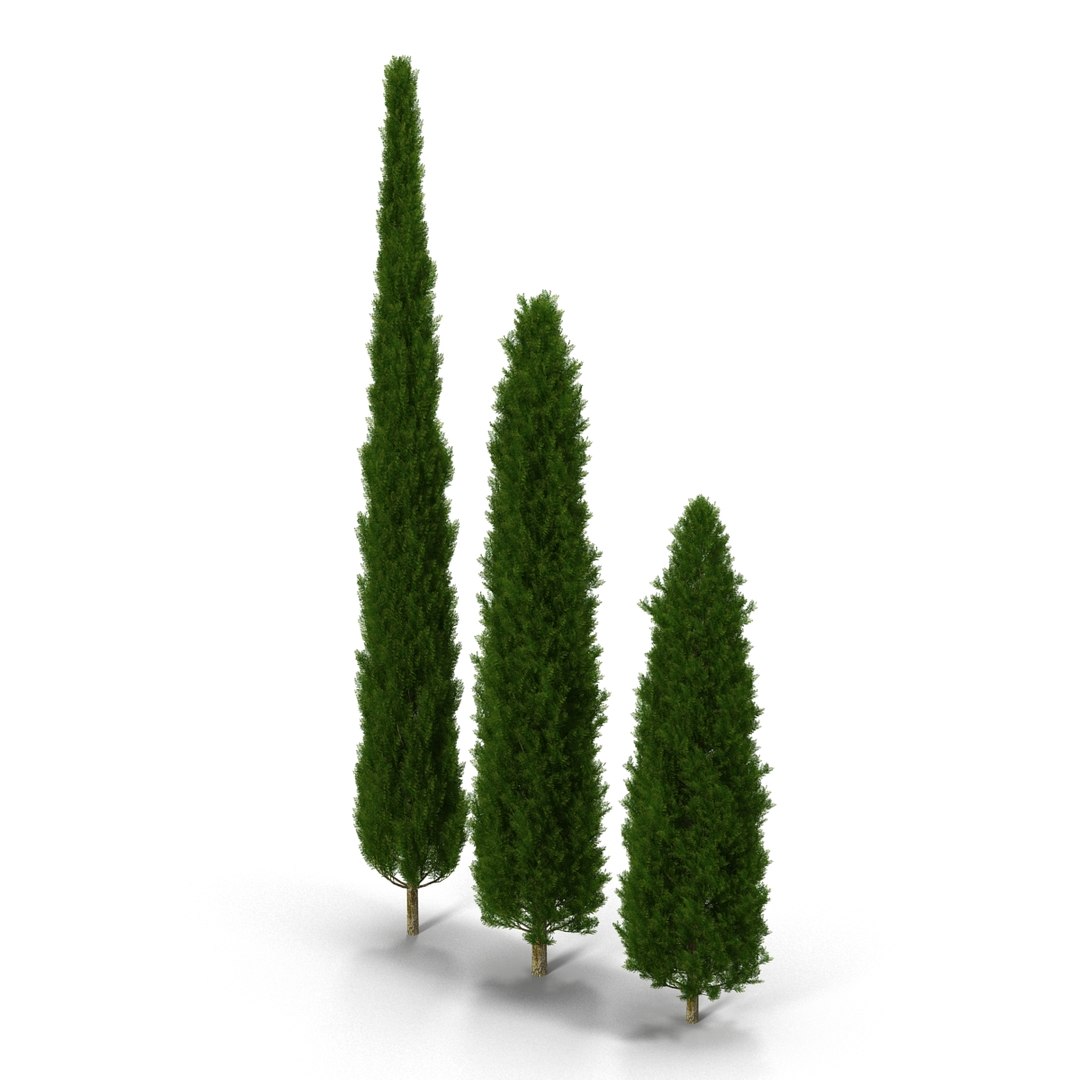 cypress trees set 3d 3ds