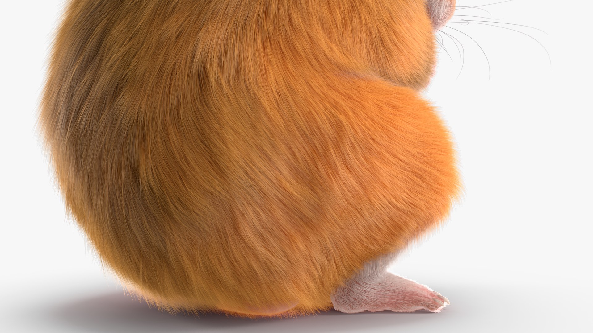 Mesocricetus Auratus Gold 3D model - TurboSquid 2058056