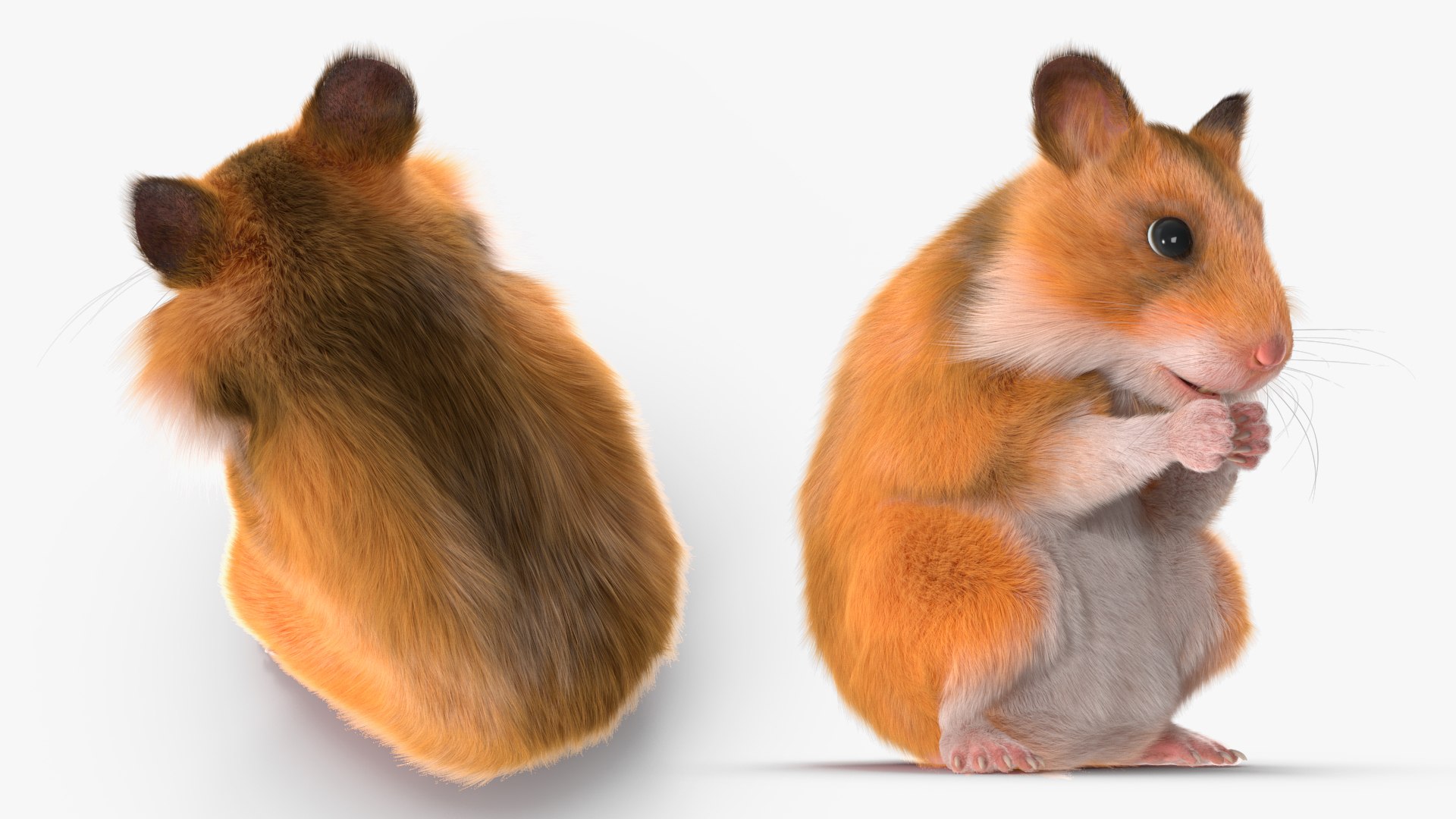 Mesocricetus Auratus Gold 3D Model - TurboSquid 2058056
