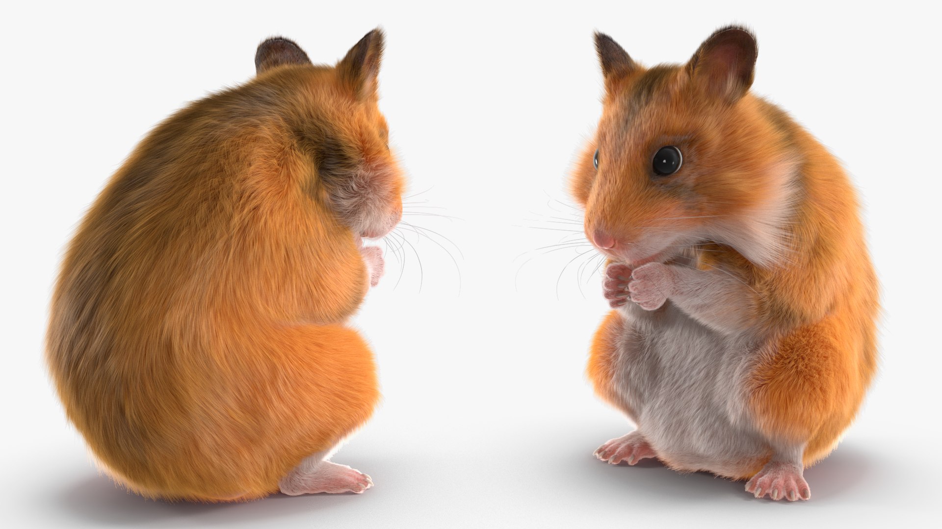 Mesocricetus Auratus Gold 3D Model - TurboSquid 2058056