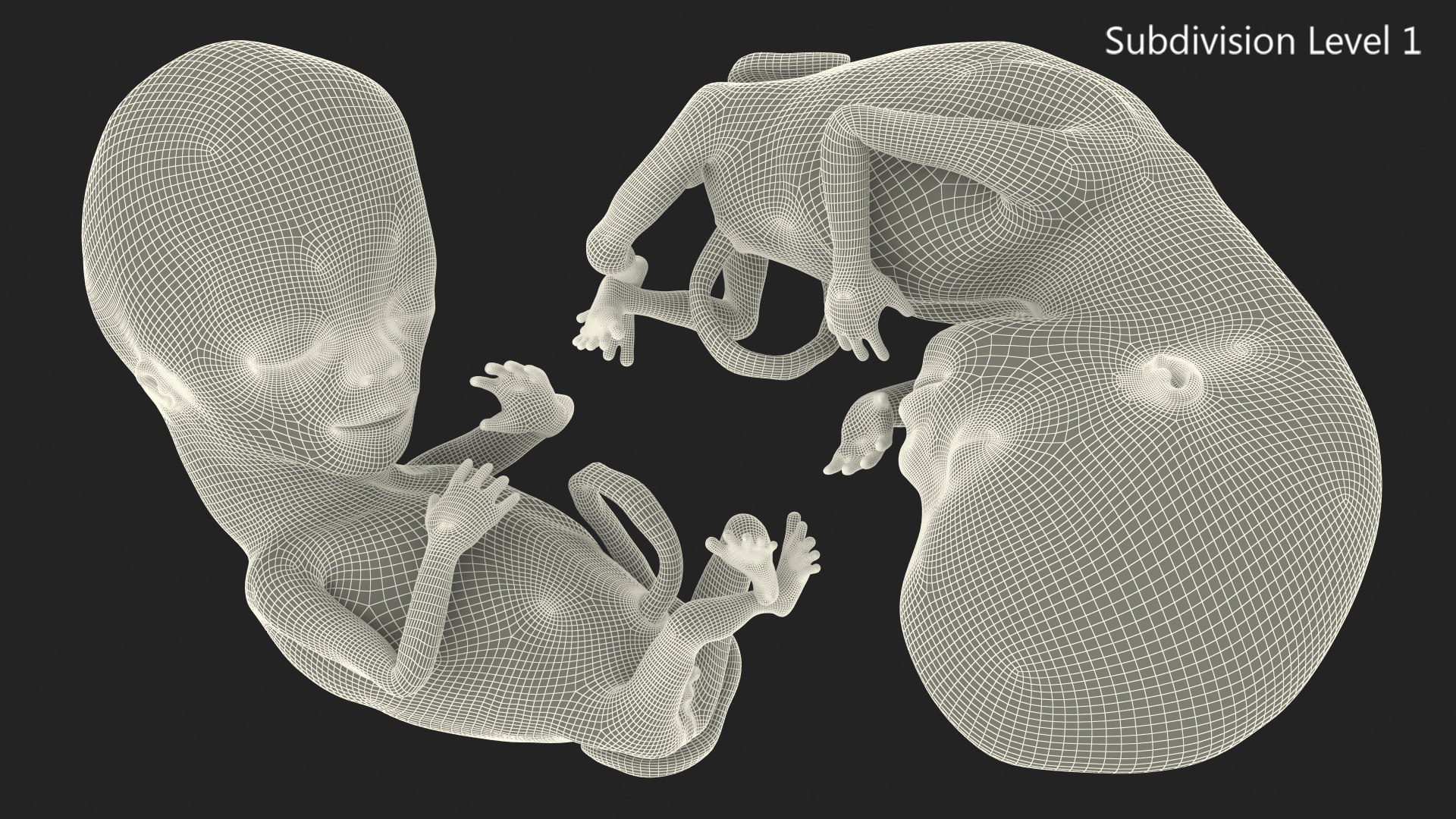 Human fetus 12 weeks model - TurboSquid 1657906