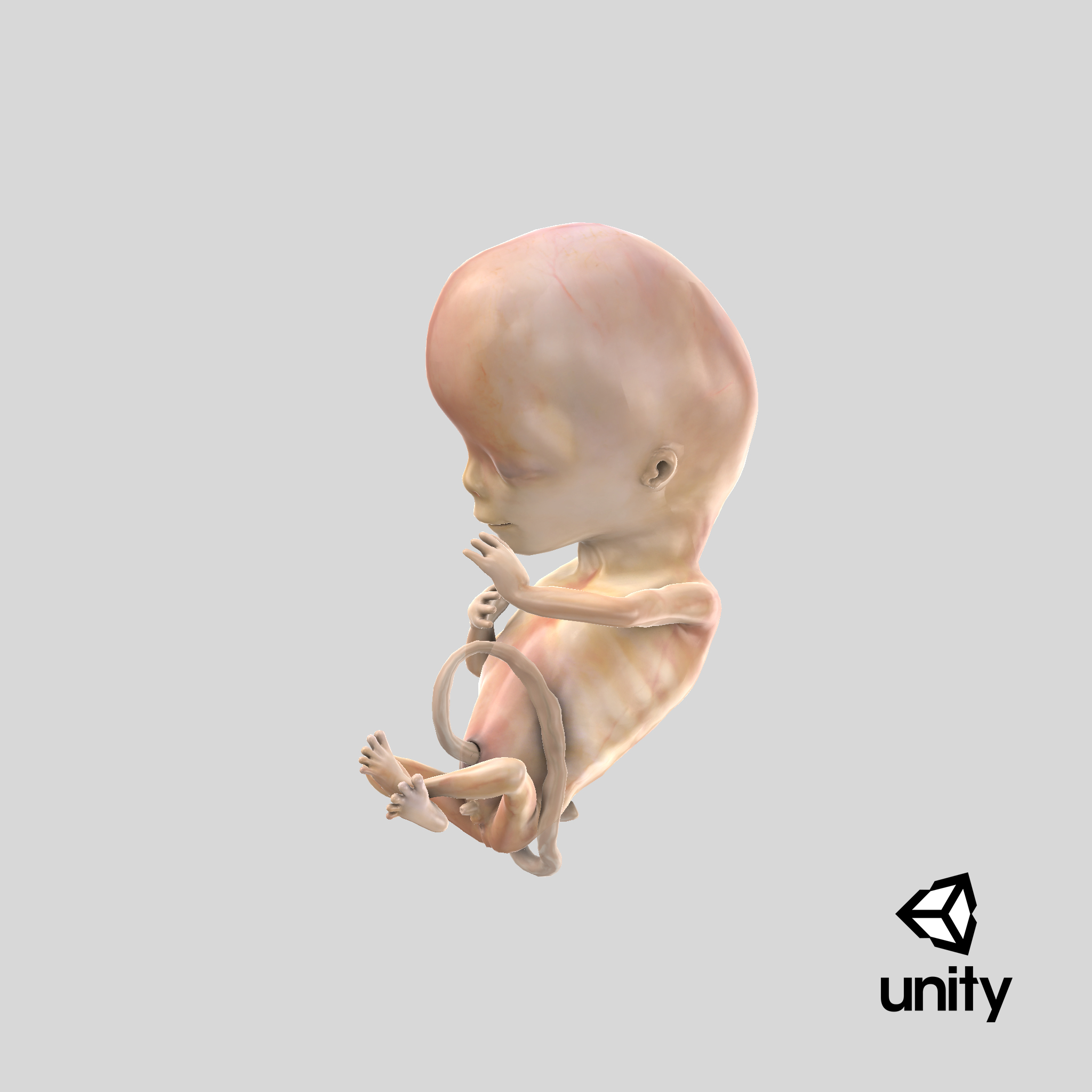 Human fetus 12 weeks model - TurboSquid 1657906