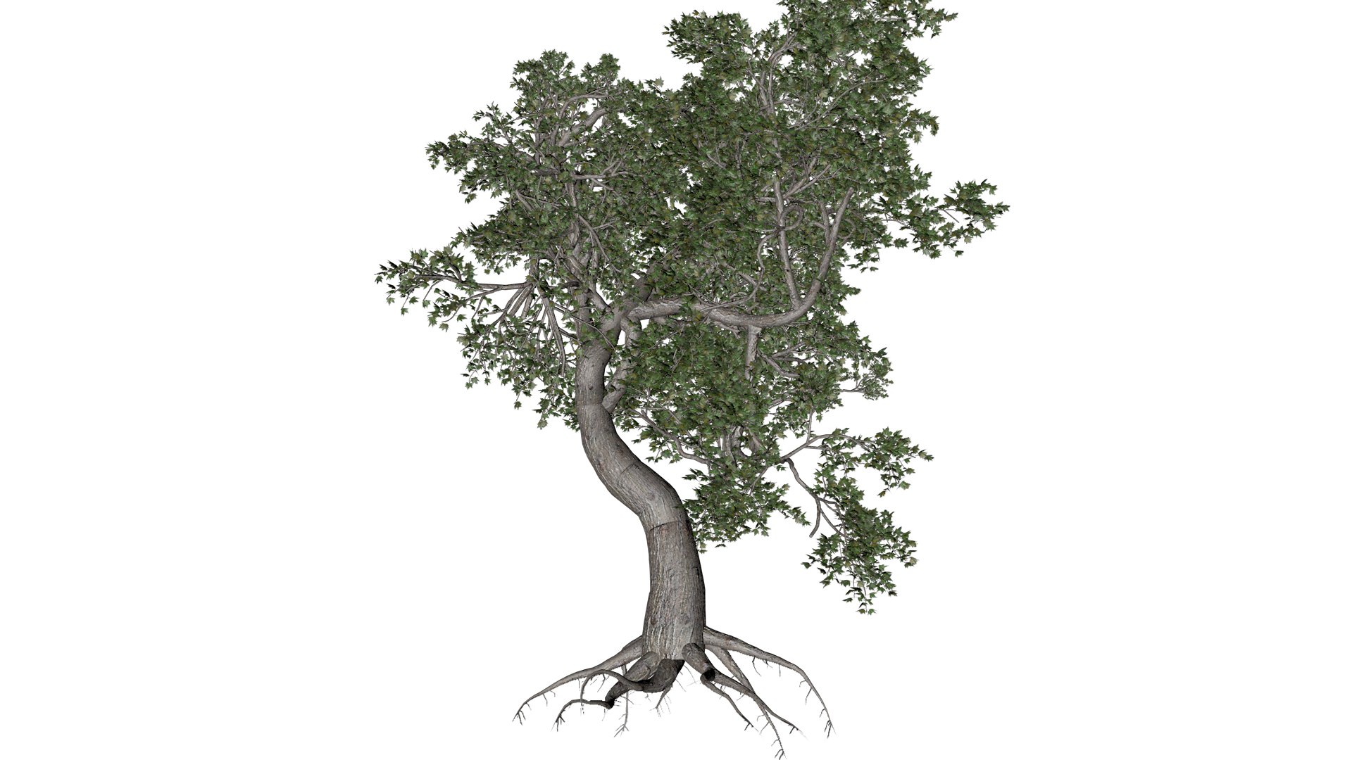 3D Model Japanese Maple Tree - 09 - - TurboSquid 2376689