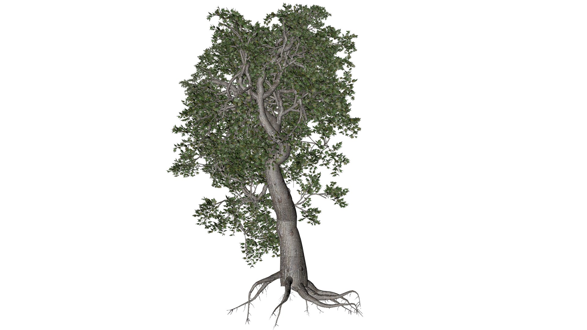 3D Model Japanese Maple Tree - 09 - - TurboSquid 2376689