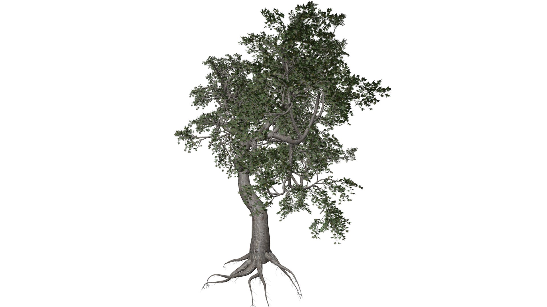 3D Model Japanese Maple Tree - 09 - - TurboSquid 2376689