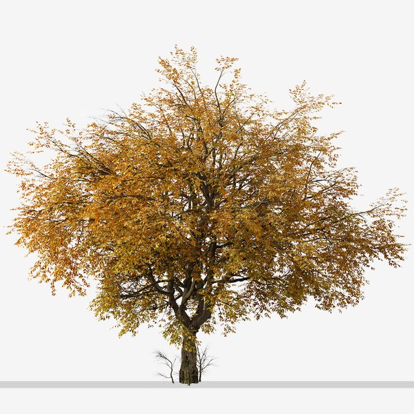 Set of Field Elm or Ulmus minor Trees - 2 Trees 3D model - TurboSquid ...