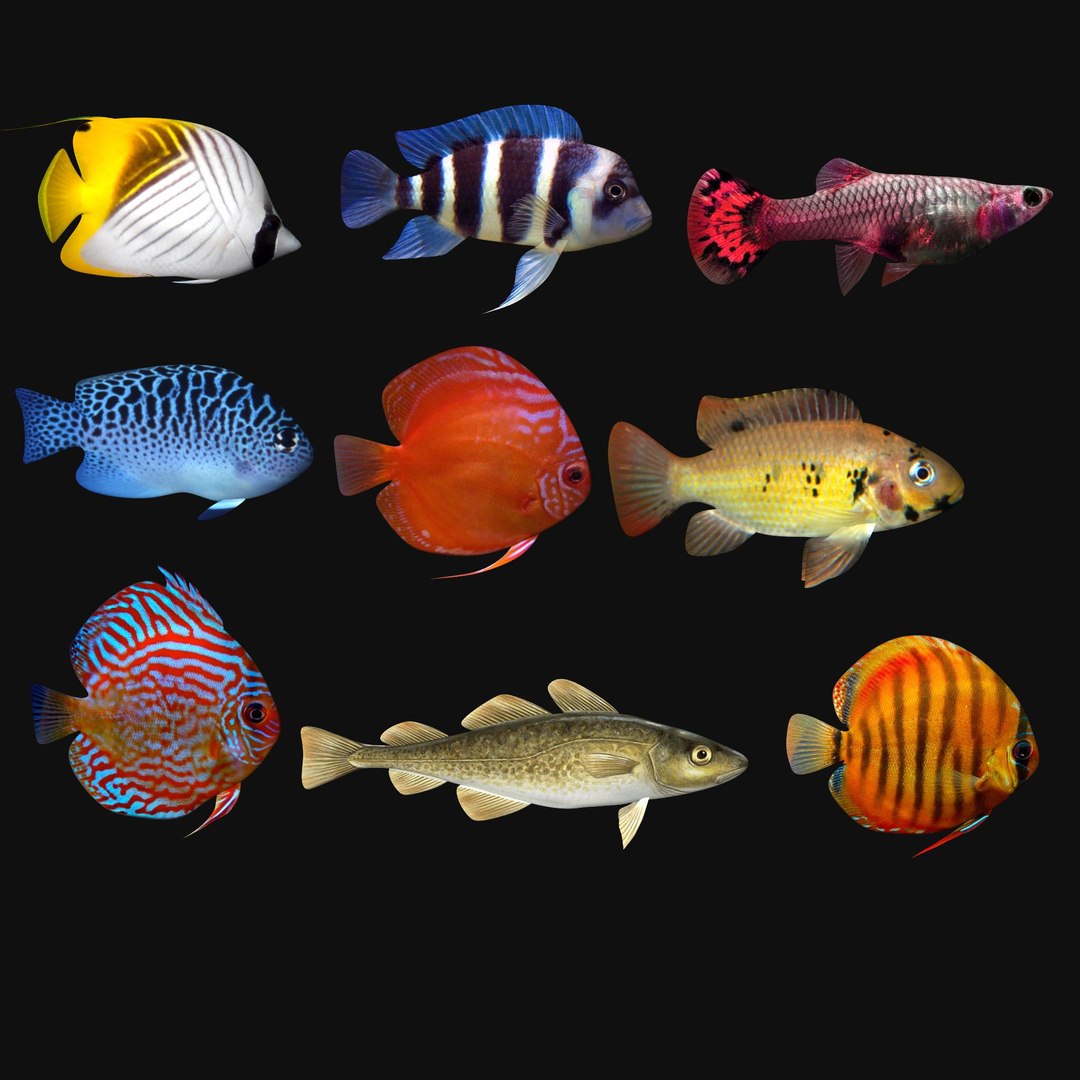 41 fish aquarium model - TurboSquid 1256039