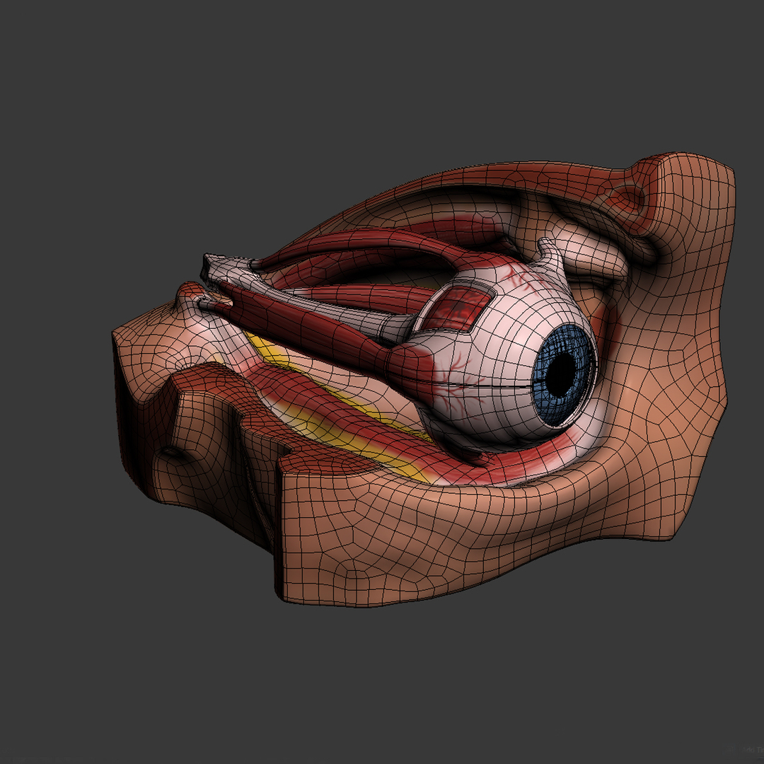 3d Model Dugm01 Eye Anatomy