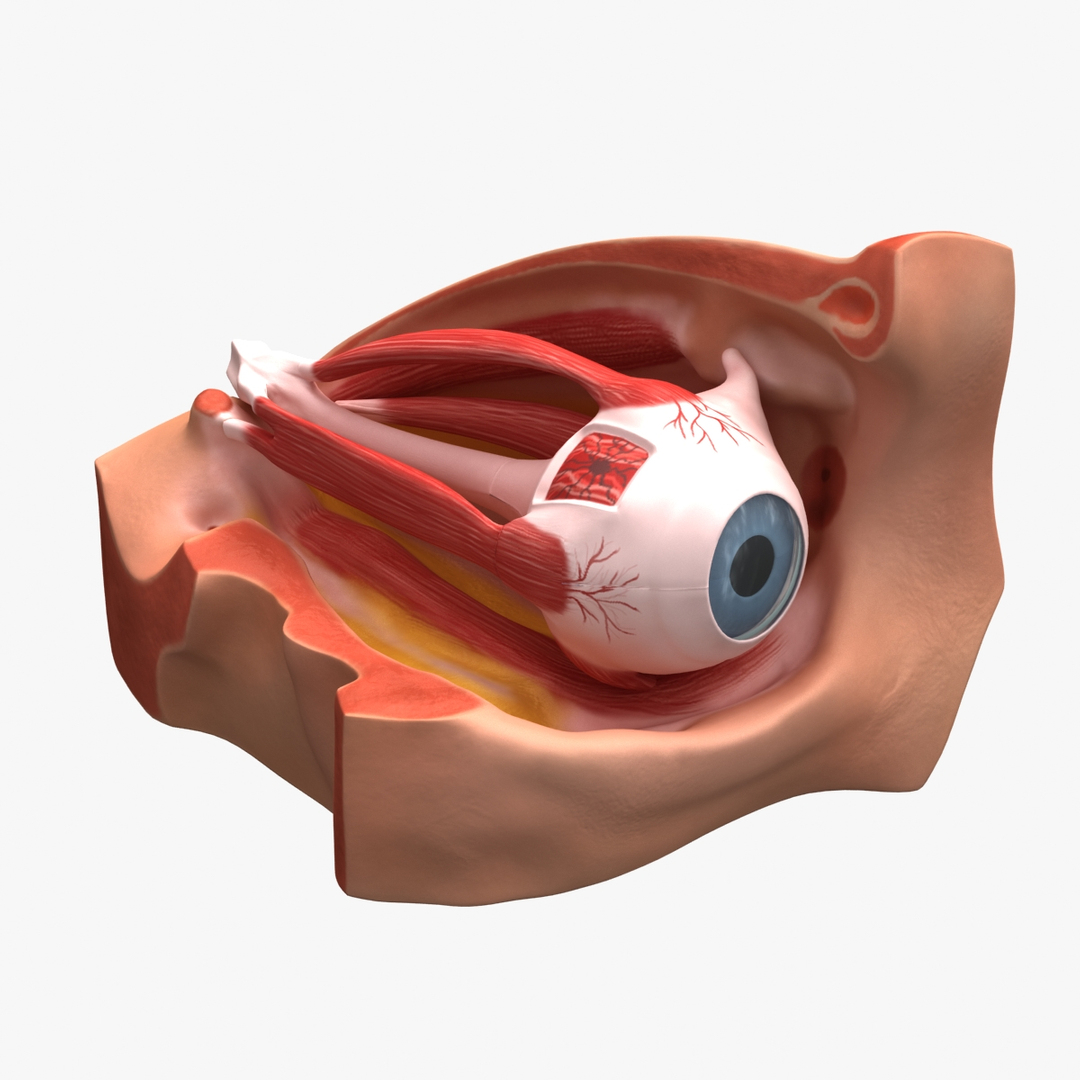 3d Model Dugm01 Eye Anatomy