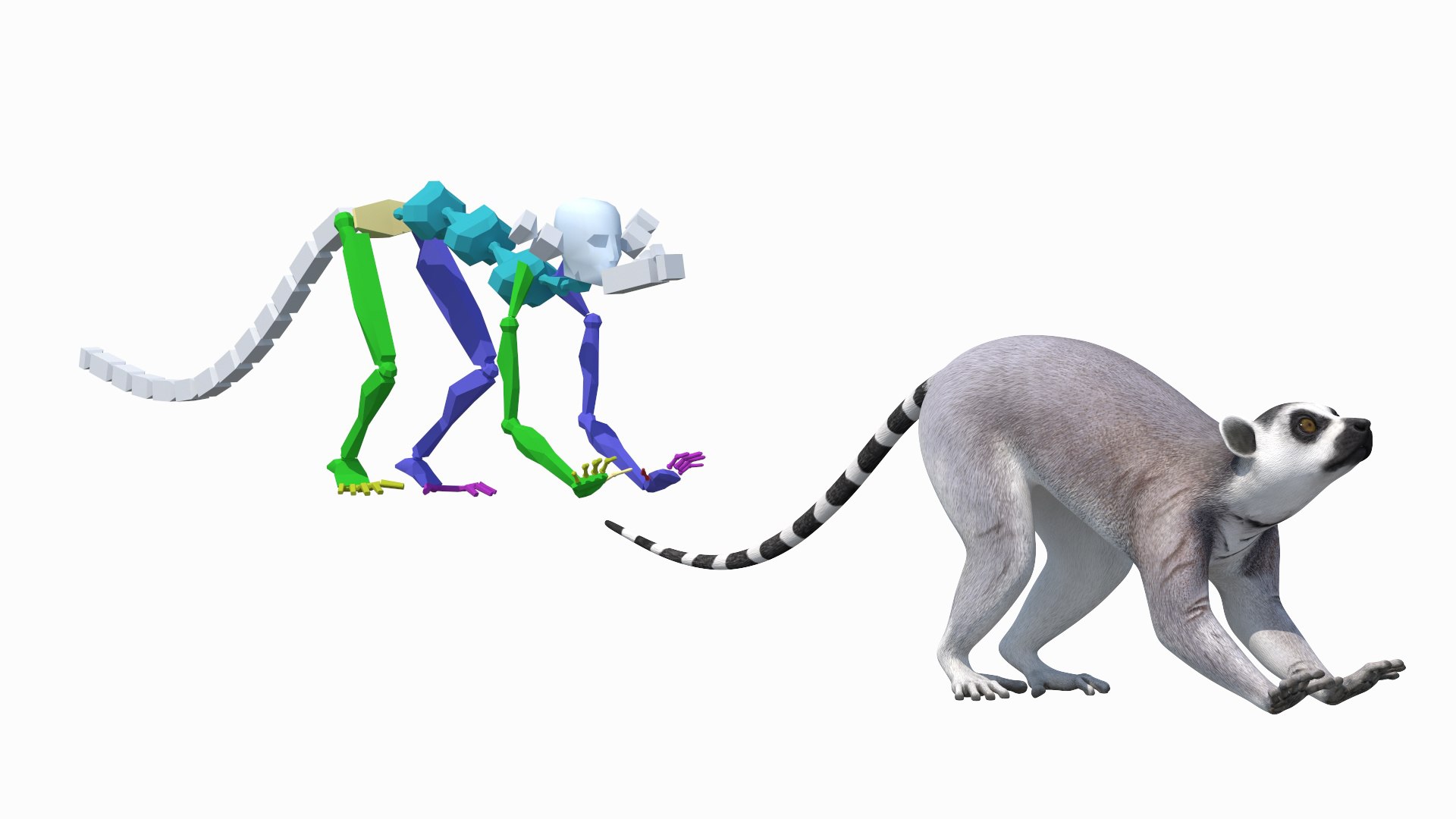 3D Lemur Rigged - TurboSquid 2193424