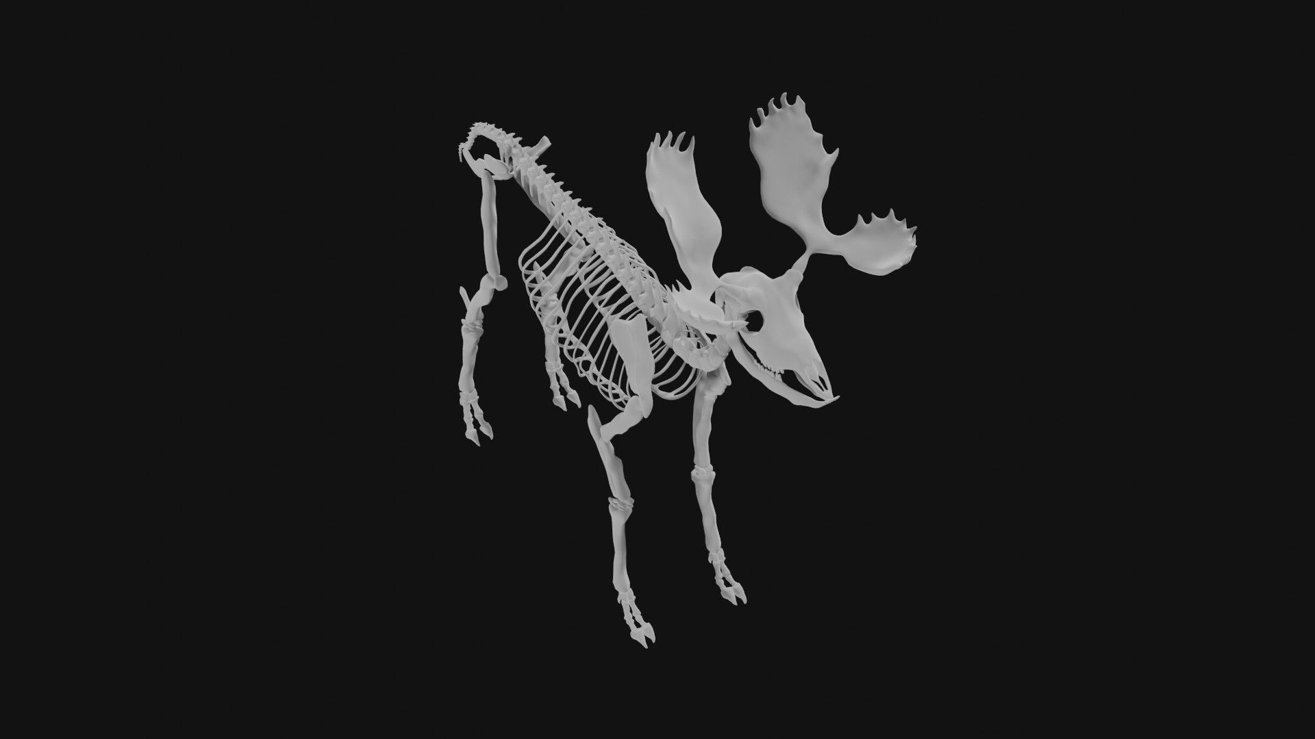 3D Moose Skeleton - TurboSquid 1983384
