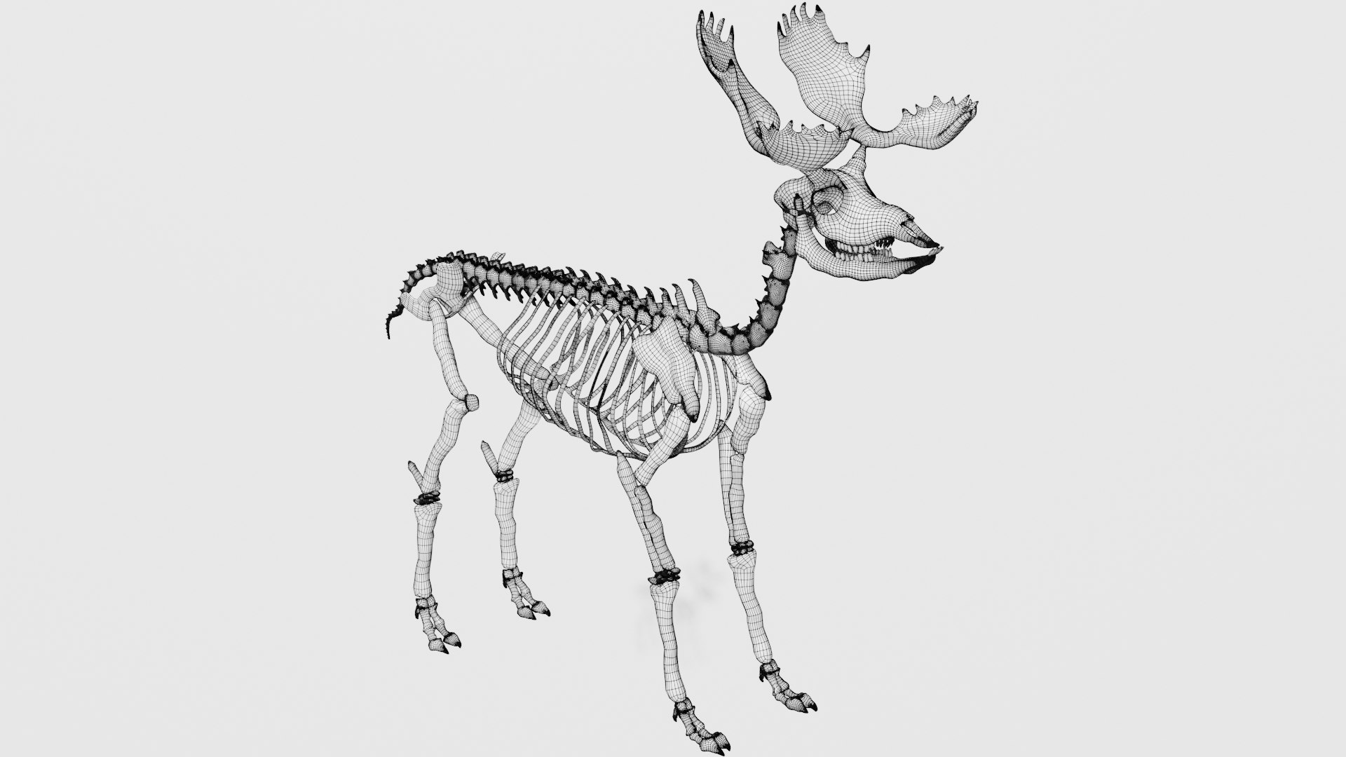 3D Moose Skeleton - TurboSquid 1983384