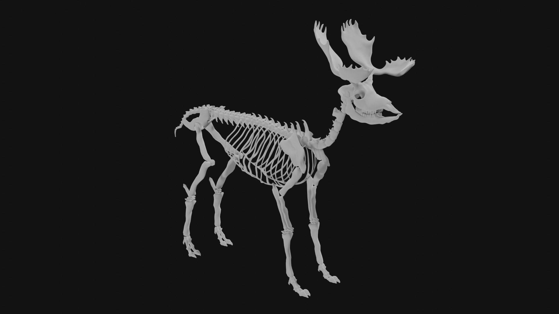 3D Moose Skeleton - TurboSquid 1983384