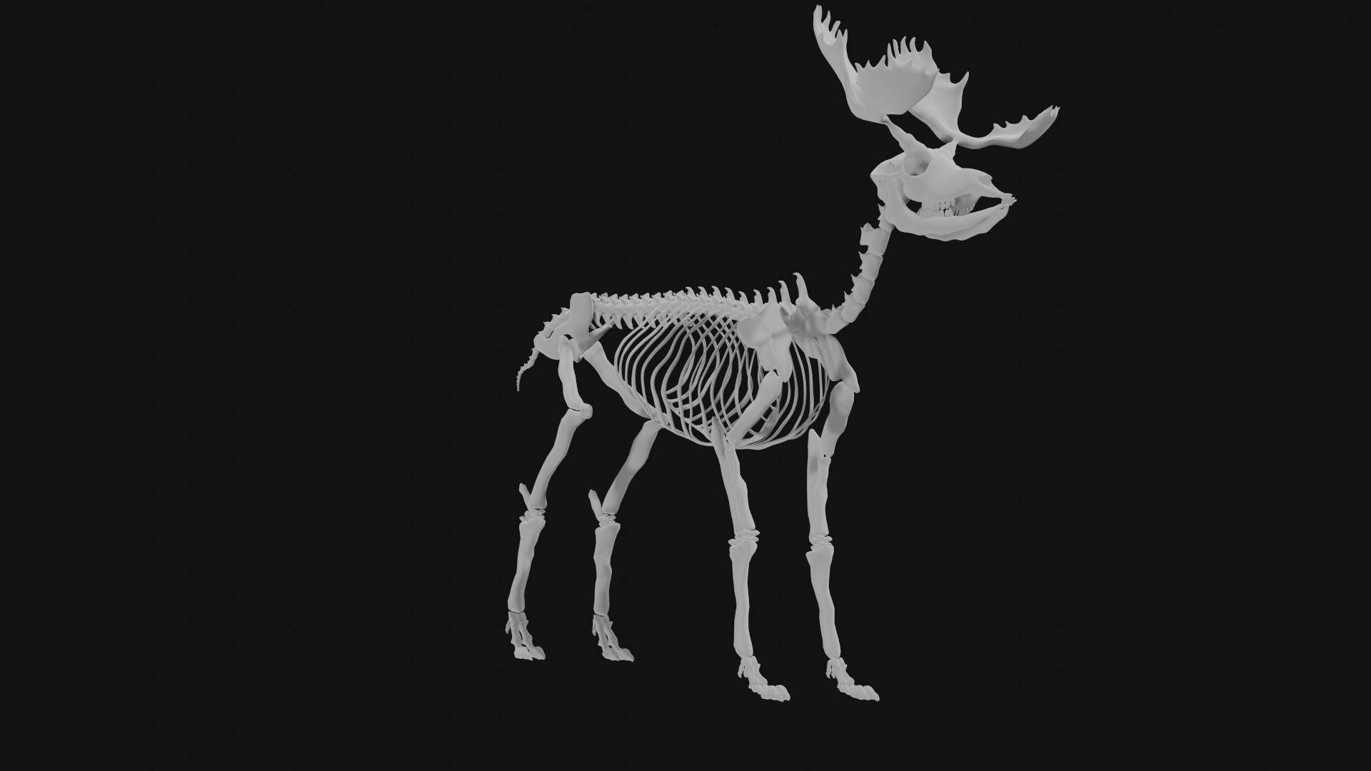 3D Moose Skeleton - TurboSquid 1983384