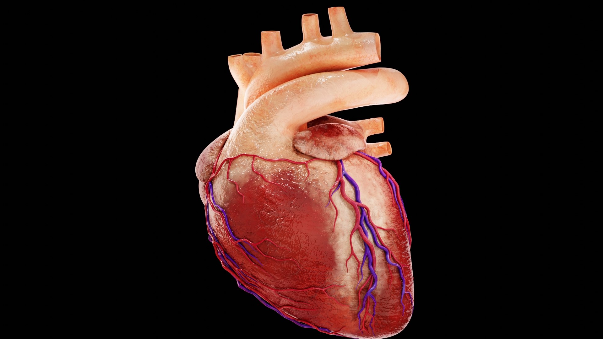 Human Heart - Realistic 3D Model - TurboSquid 2338120