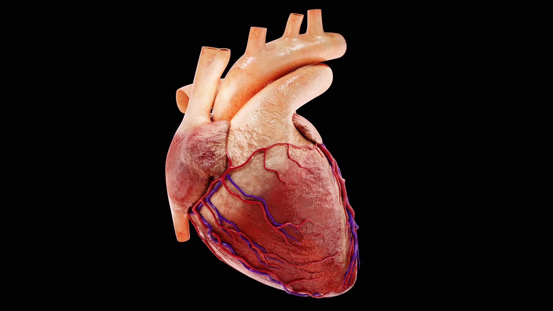 Human Heart - Realistic 3D Model - TurboSquid 2338120