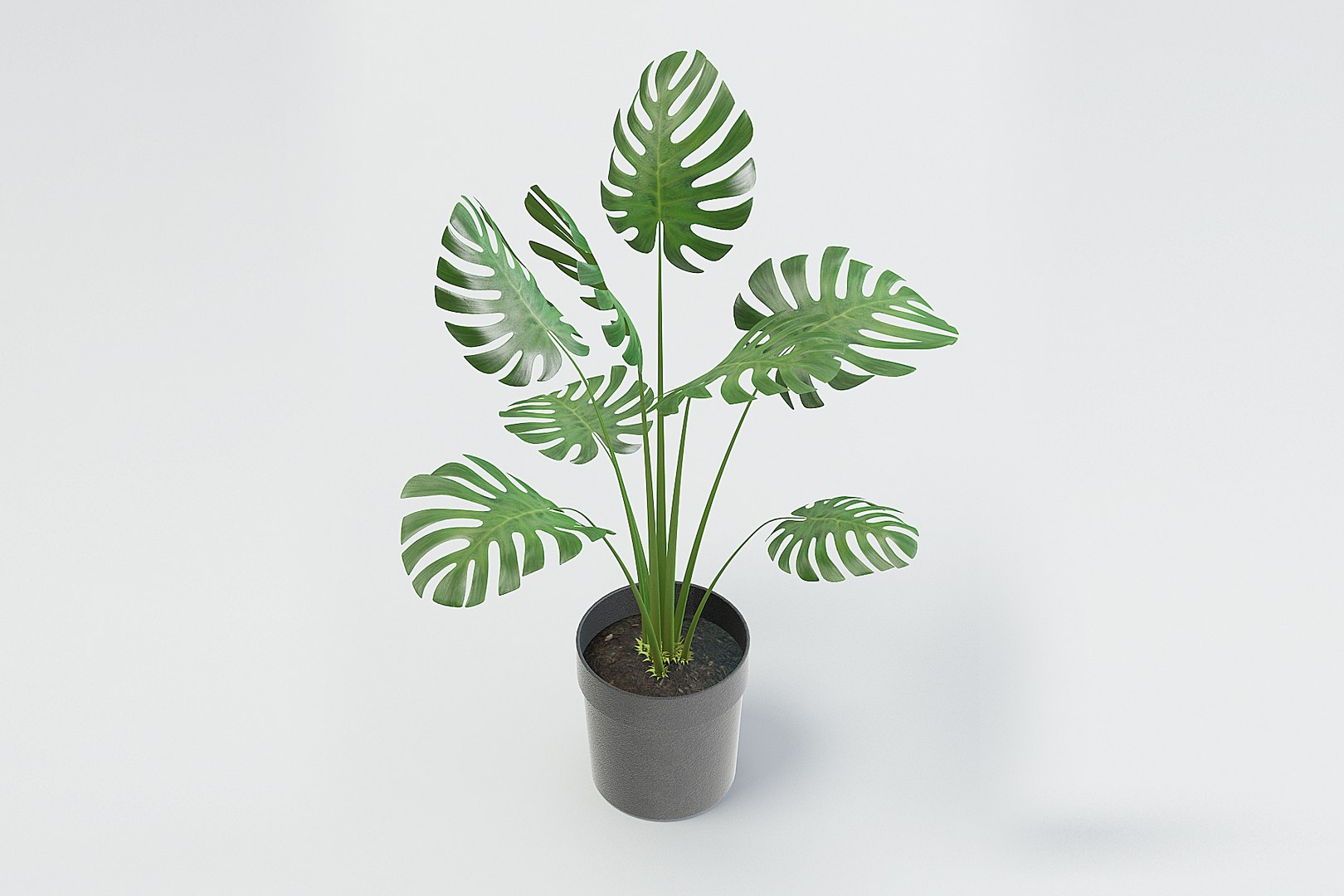3D Monstera Plant Pot Model - TurboSquid 1270340