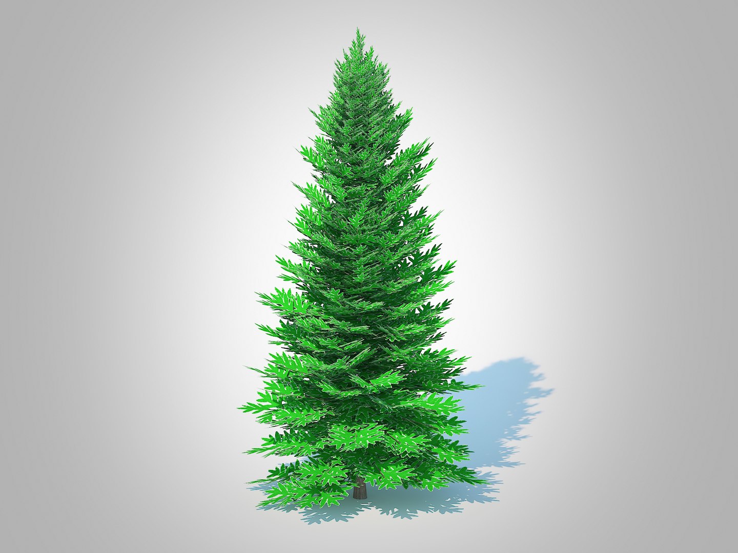 3D Model Abies Fraseri- Fraser Fir -Large - TurboSquid 2325604