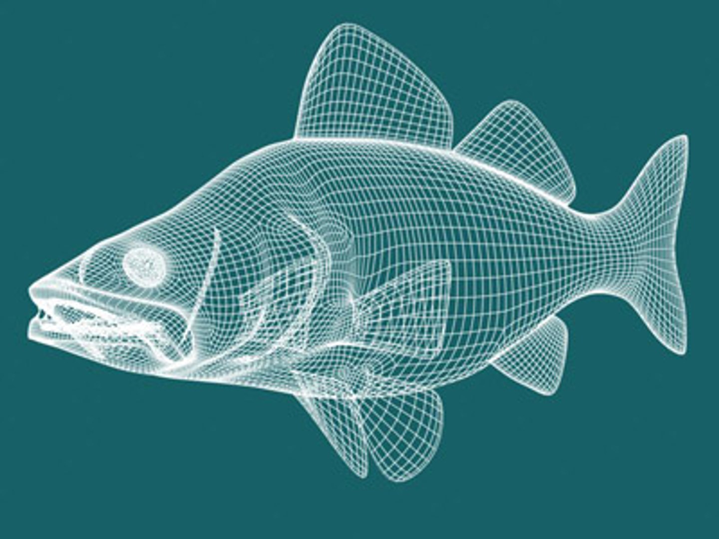 3ds Max Walleye Stizostedion Vitreum