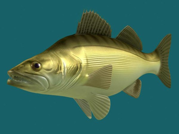 3D Walleye Models | TurboSquid