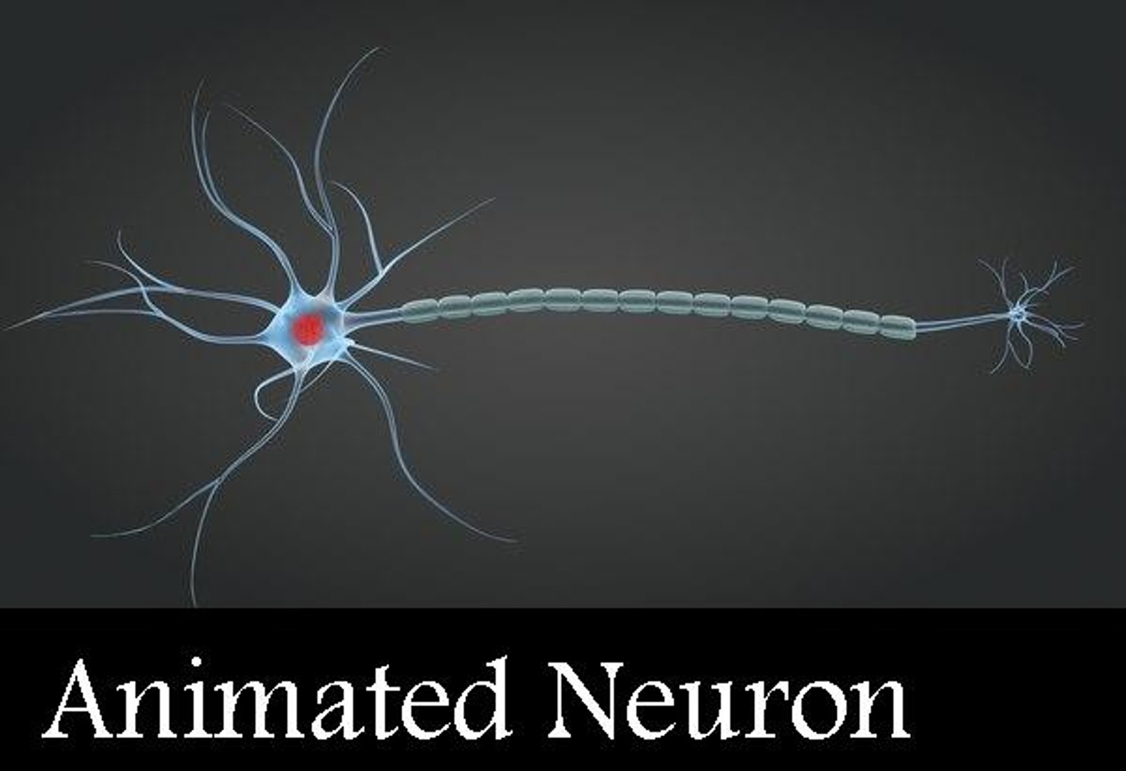 Neuron 3d Animation