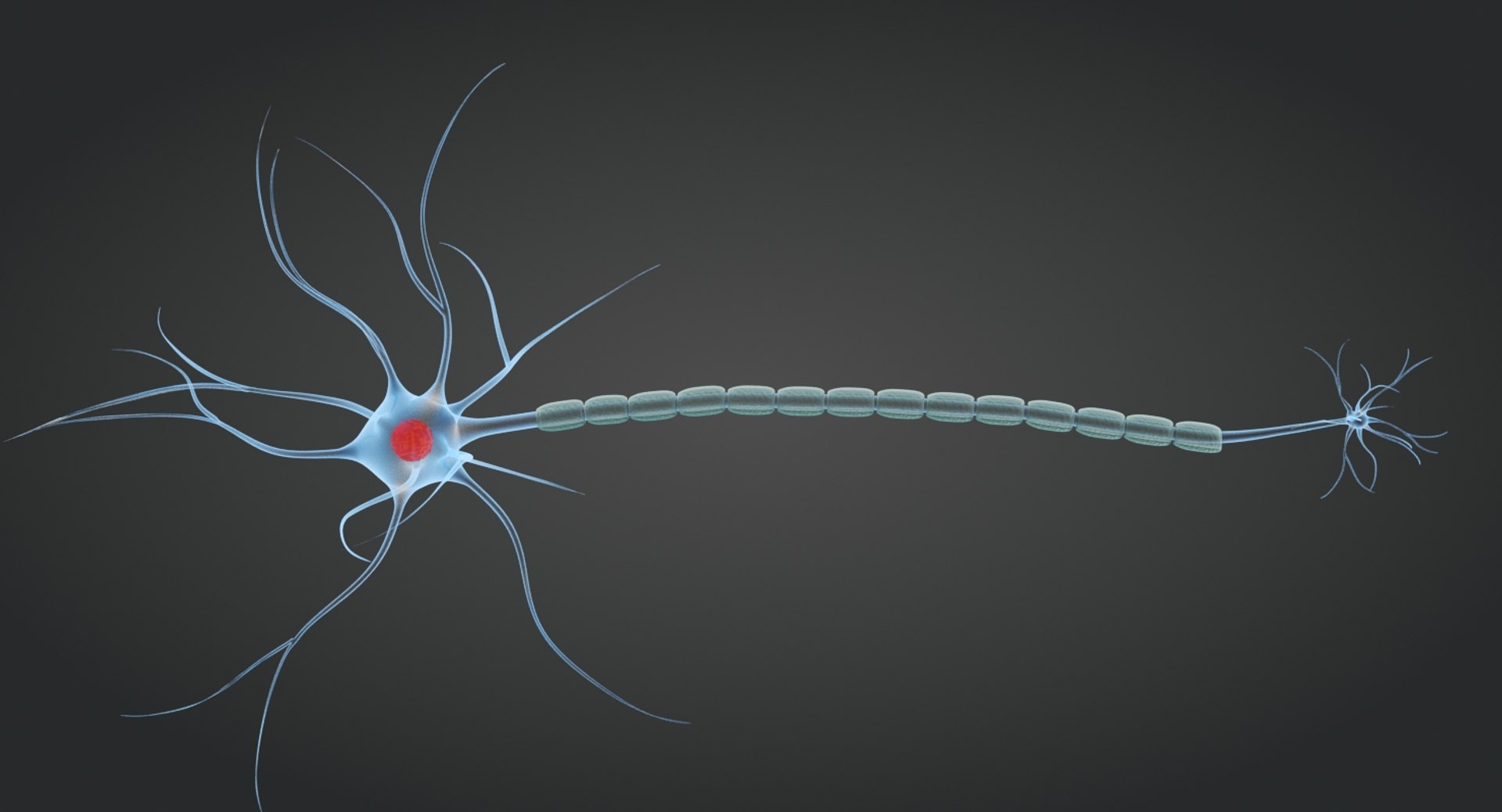 3D Neuron Cell Model - TurboSquid 1402771