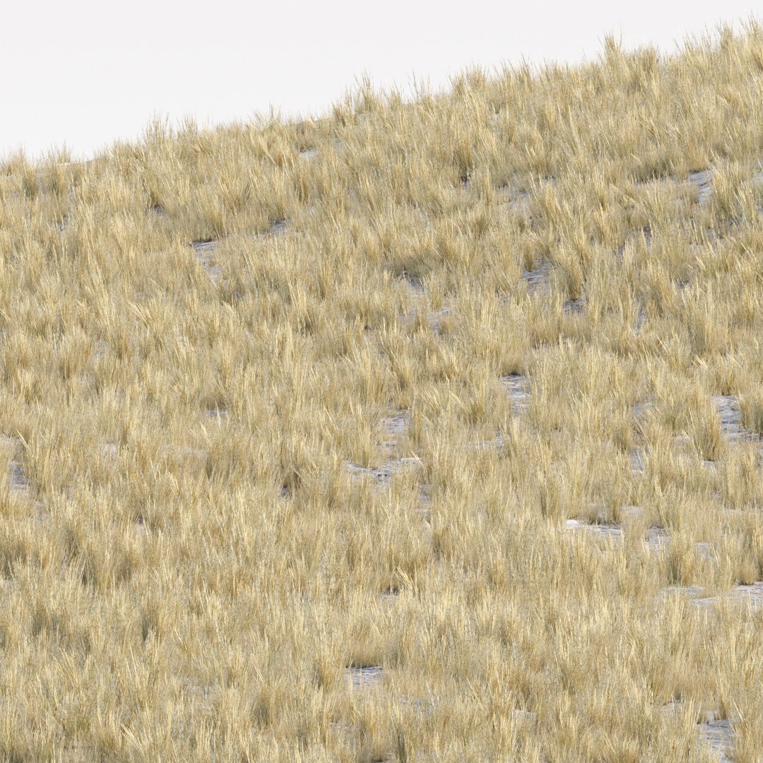 3D Model Wild Grass Low Poly Bundle 2024 Over 40 Models - TurboSquid ...