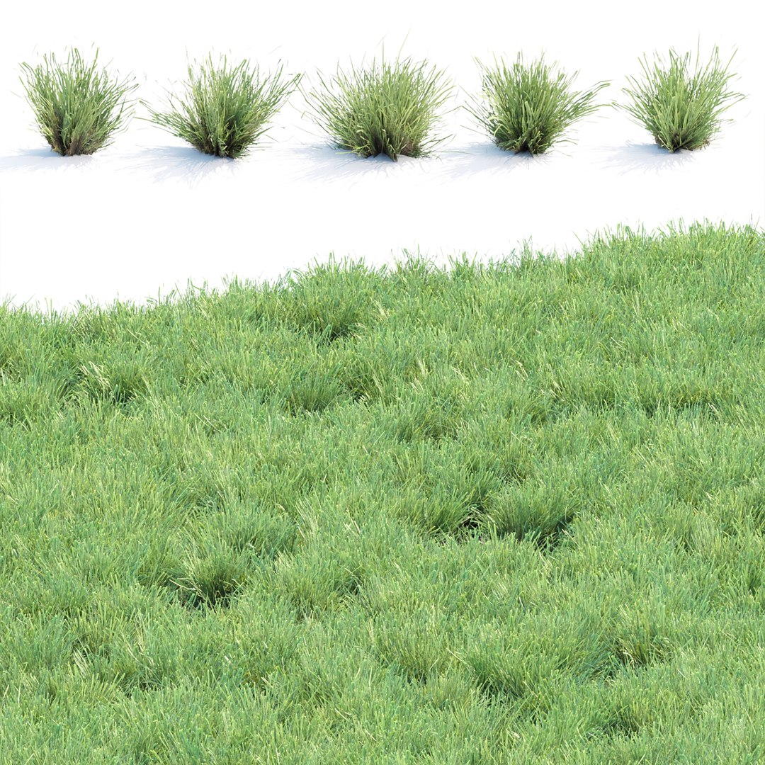 3D Model Wild Grass Low Poly Bundle 2024 Over 40 Models - TurboSquid ...