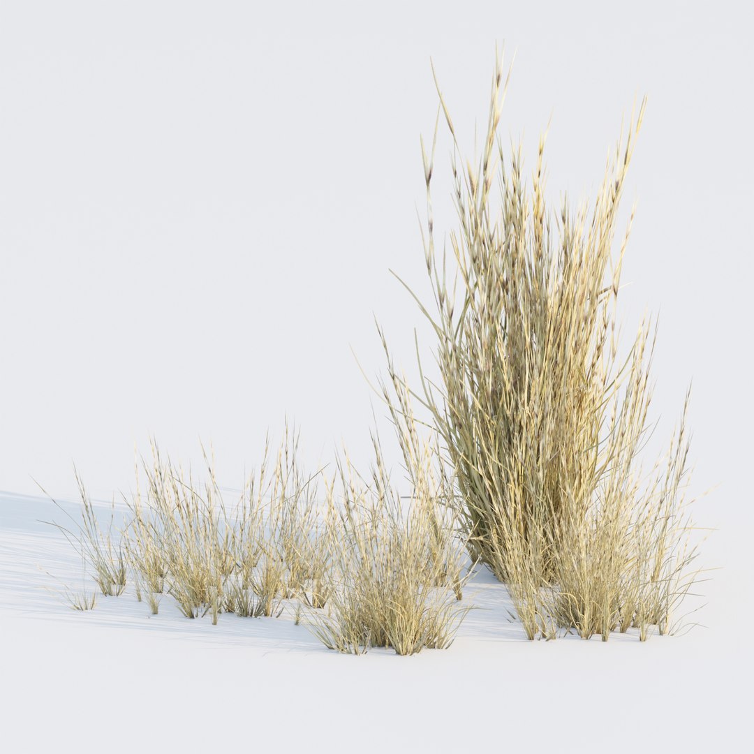 3D Model Wild Grass Low Poly Bundle 2024 Over 40 Models - TurboSquid ...