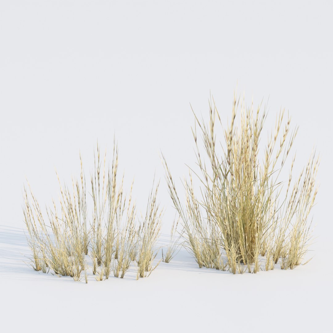3D Model Wild Grass Low Poly Bundle 2024 Over 40 Models - TurboSquid ...