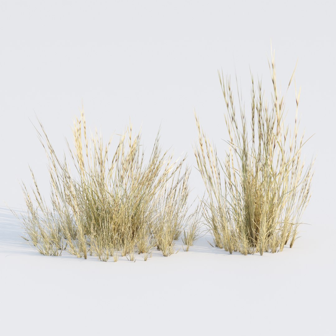 3D Model Wild Grass Low Poly Bundle 2024 Over 40 Models - TurboSquid ...