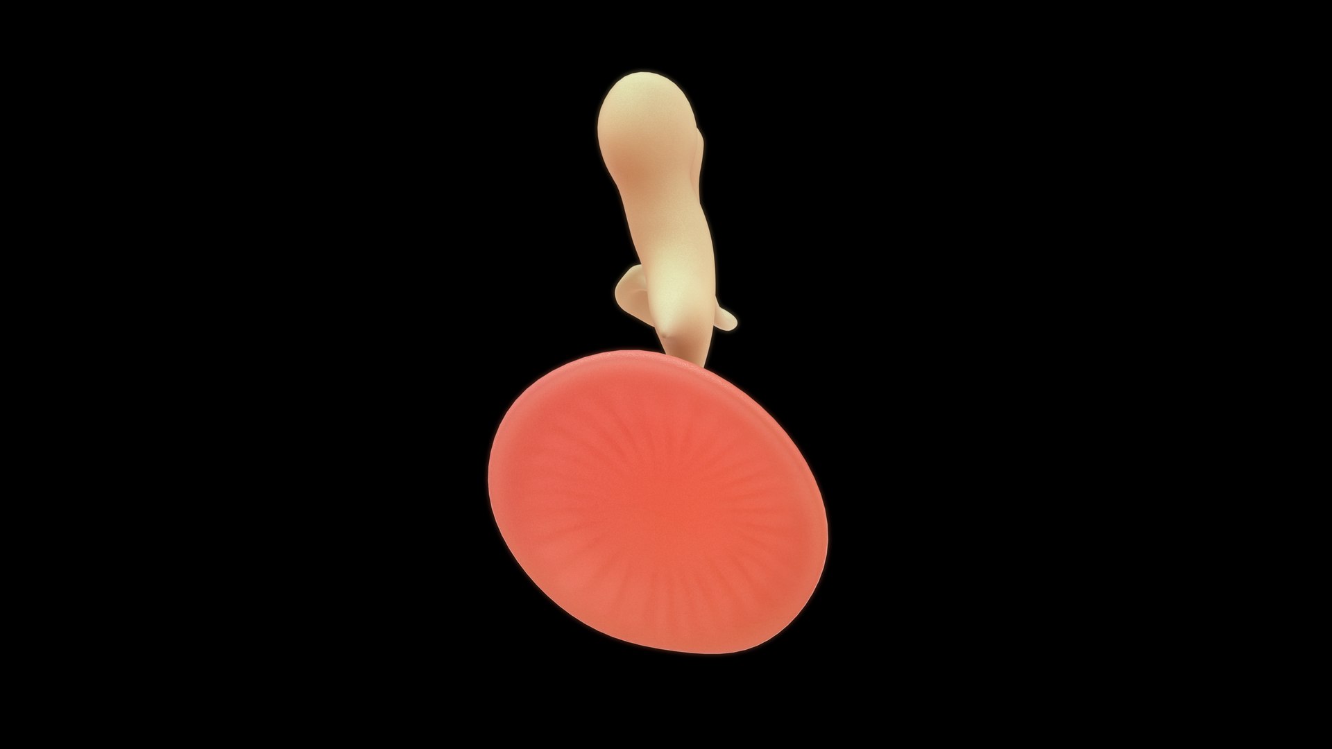 3D Auditory Ossicles With Eardrum Model - TurboSquid 2191607