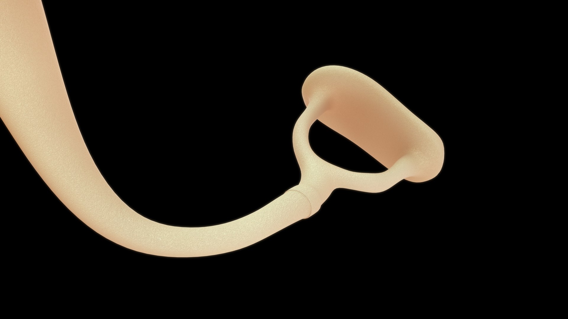 3D Auditory Ossicles With Eardrum Model - TurboSquid 2191607