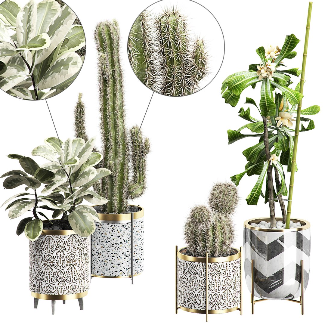 Potted Plants Set 17 3D Model - TurboSquid 1560781