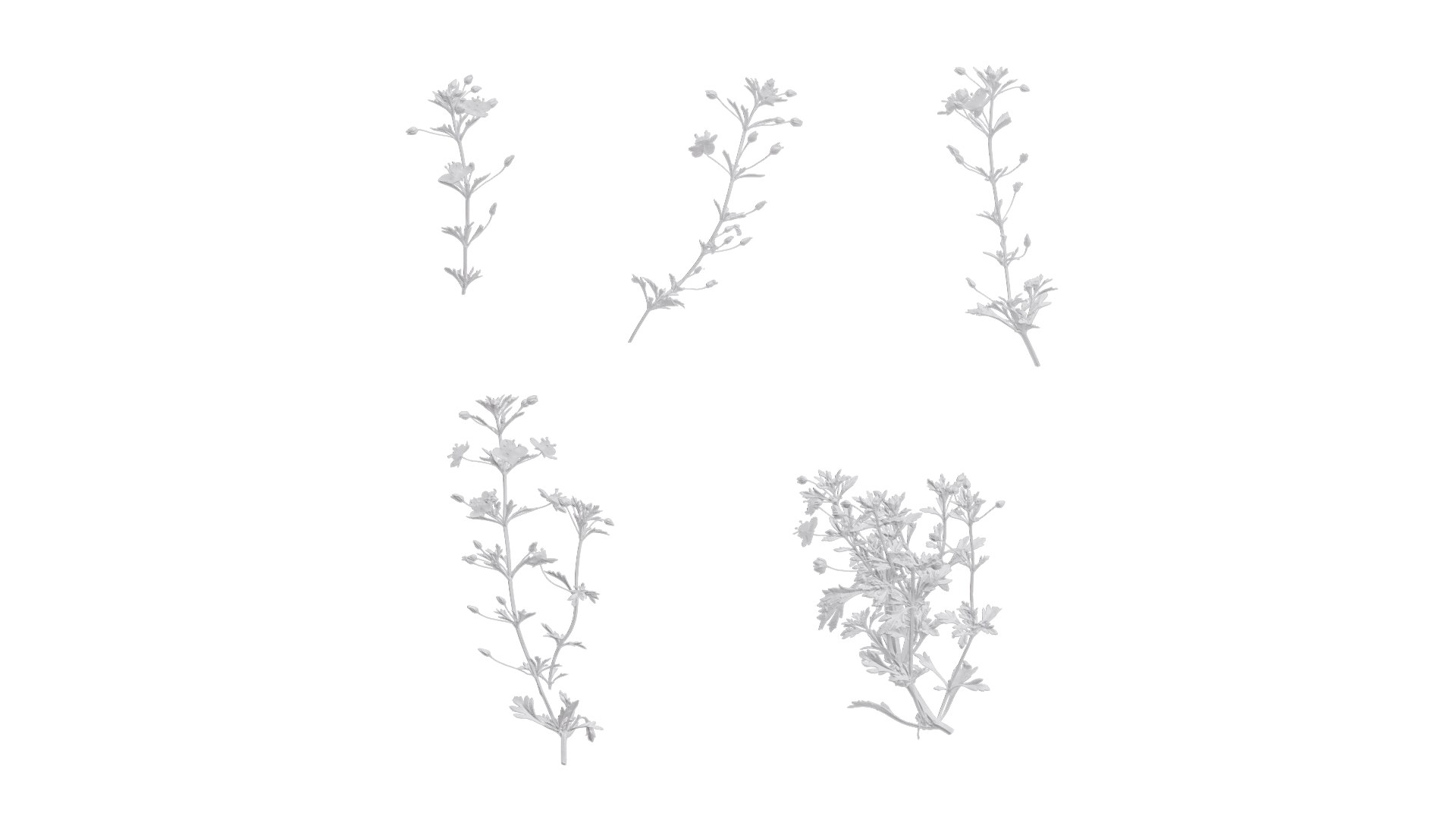 3D Anydrafts Scoparia Melongolly Yellow Atlas 01 Textures - TurboSquid ...