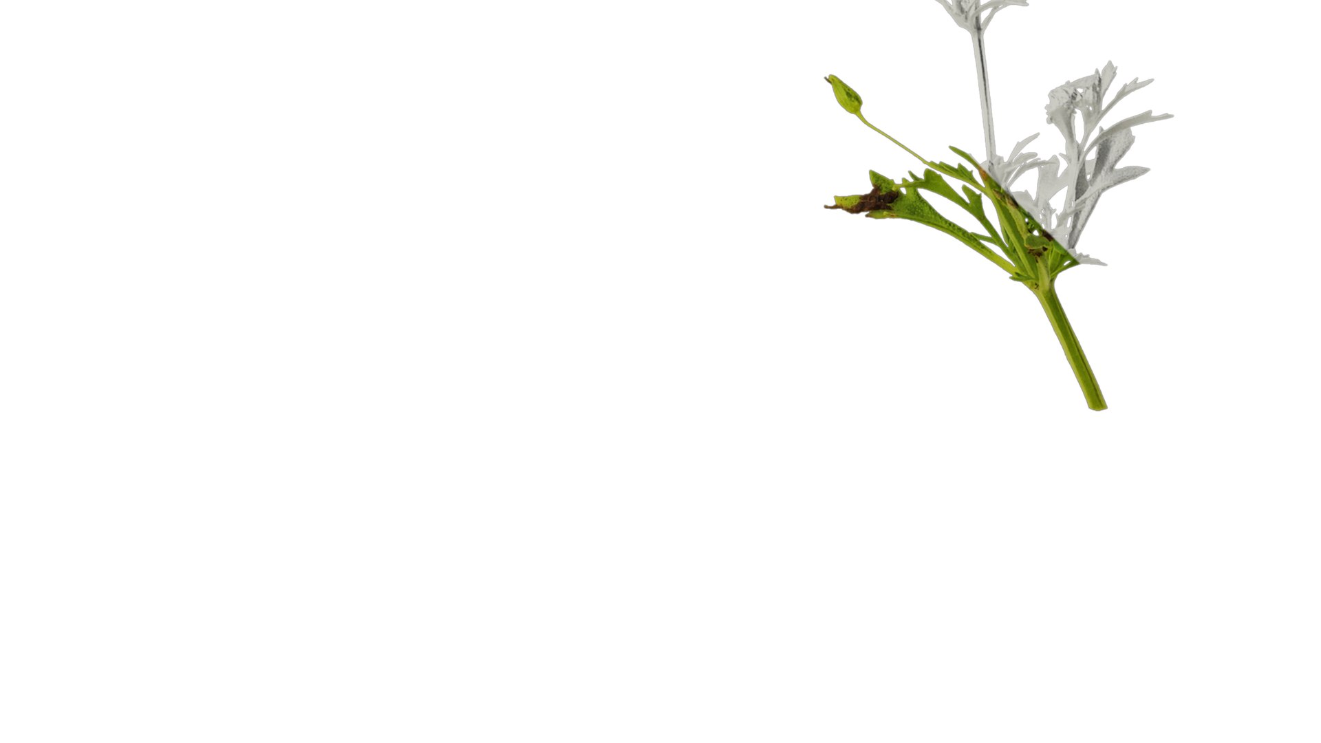 3D Anydrafts Scoparia Melongolly Yellow Atlas 01 Textures - TurboSquid ...