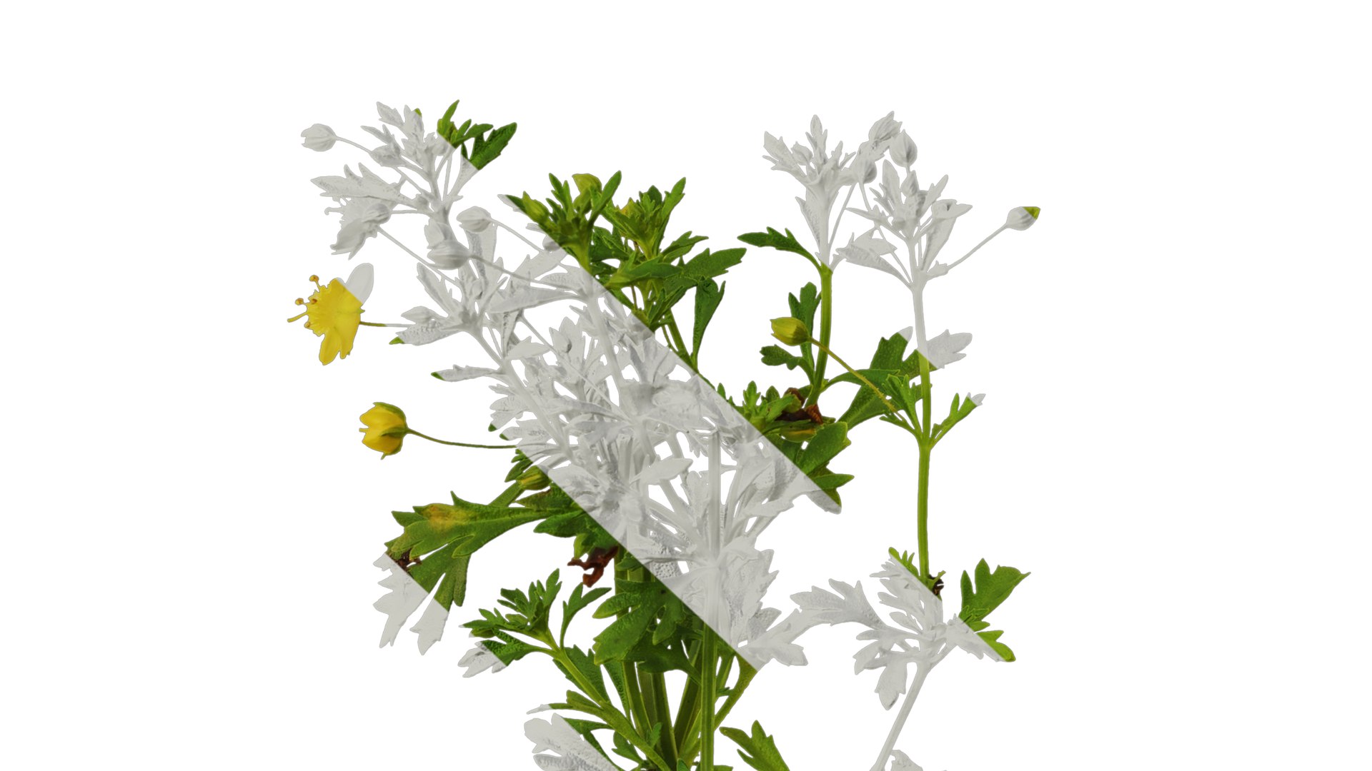 3D Anydrafts Scoparia Melongolly Yellow Atlas 01 Textures - TurboSquid ...