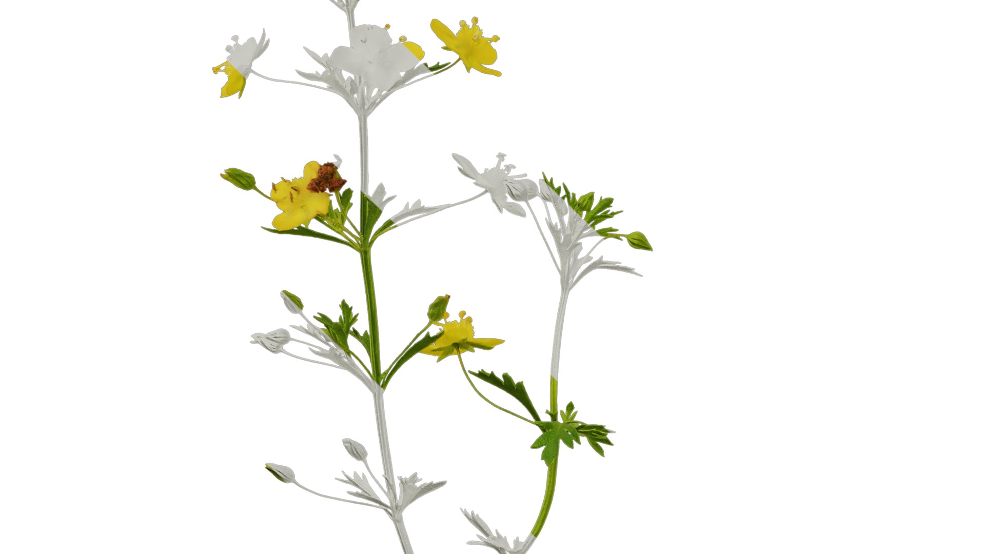 3D Anydrafts Scoparia Melongolly Yellow Atlas 01 Textures - TurboSquid ...