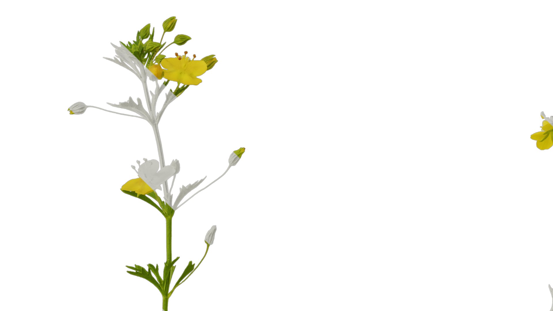 3D Anydrafts Scoparia Melongolly Yellow Atlas 01 Textures - TurboSquid ...