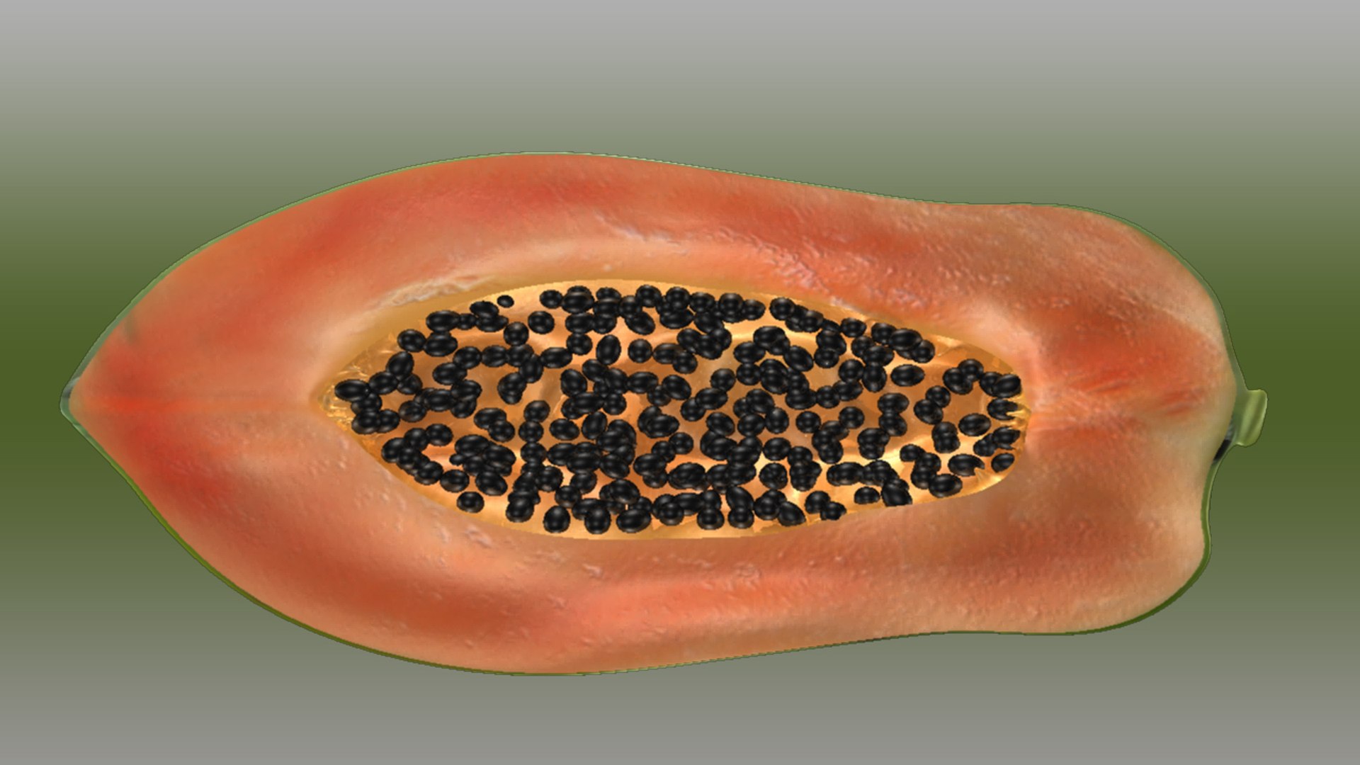 Papaya Fruit Tropics 3d Model