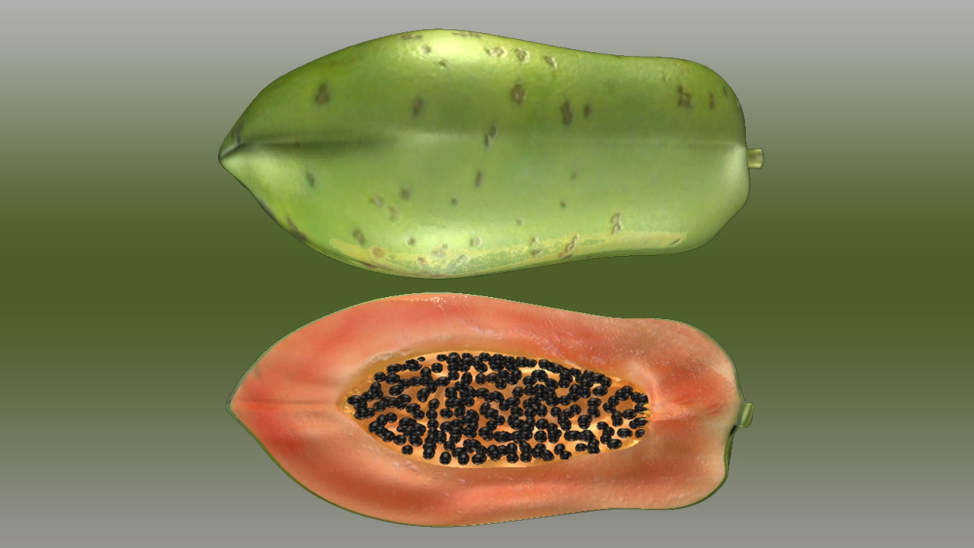 Papaya Fruit Tropics 3d Model